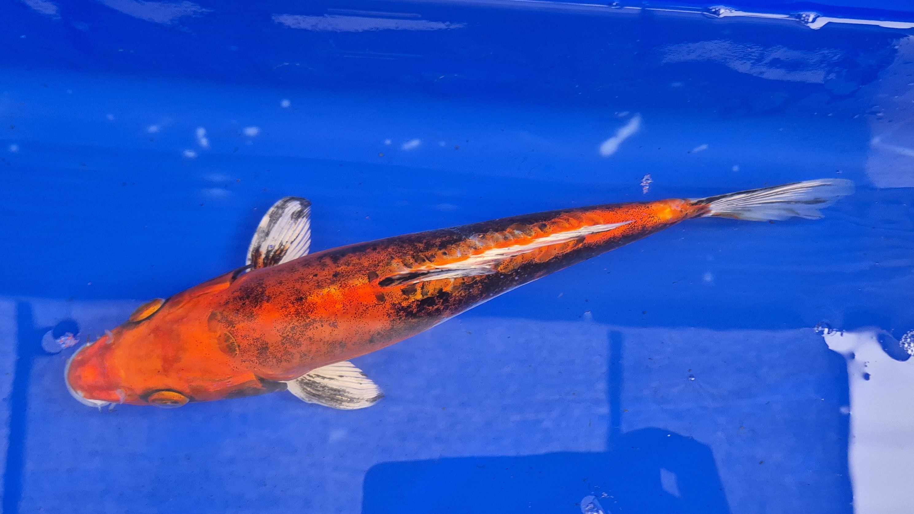 12 Doitsu Goshiki – EcoSystem Koi Online