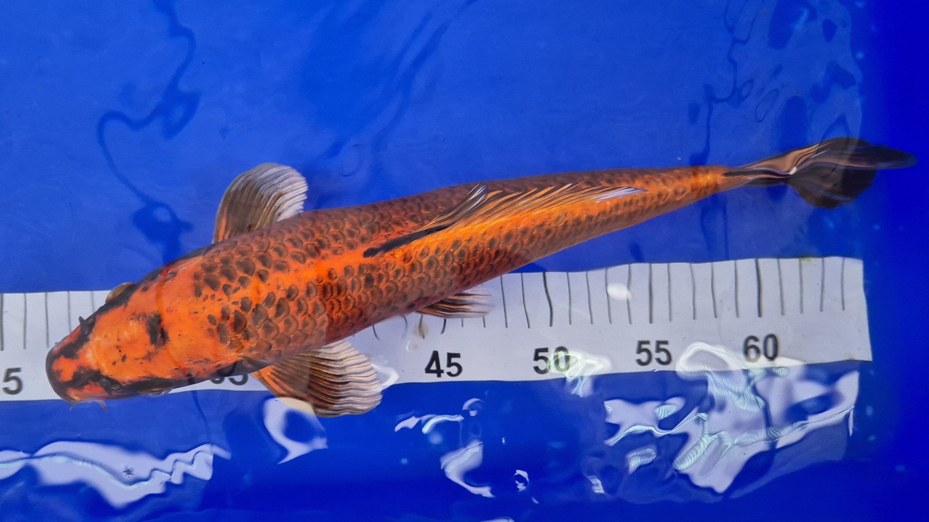 14 Aka Matsuba - EcoSystem Koi