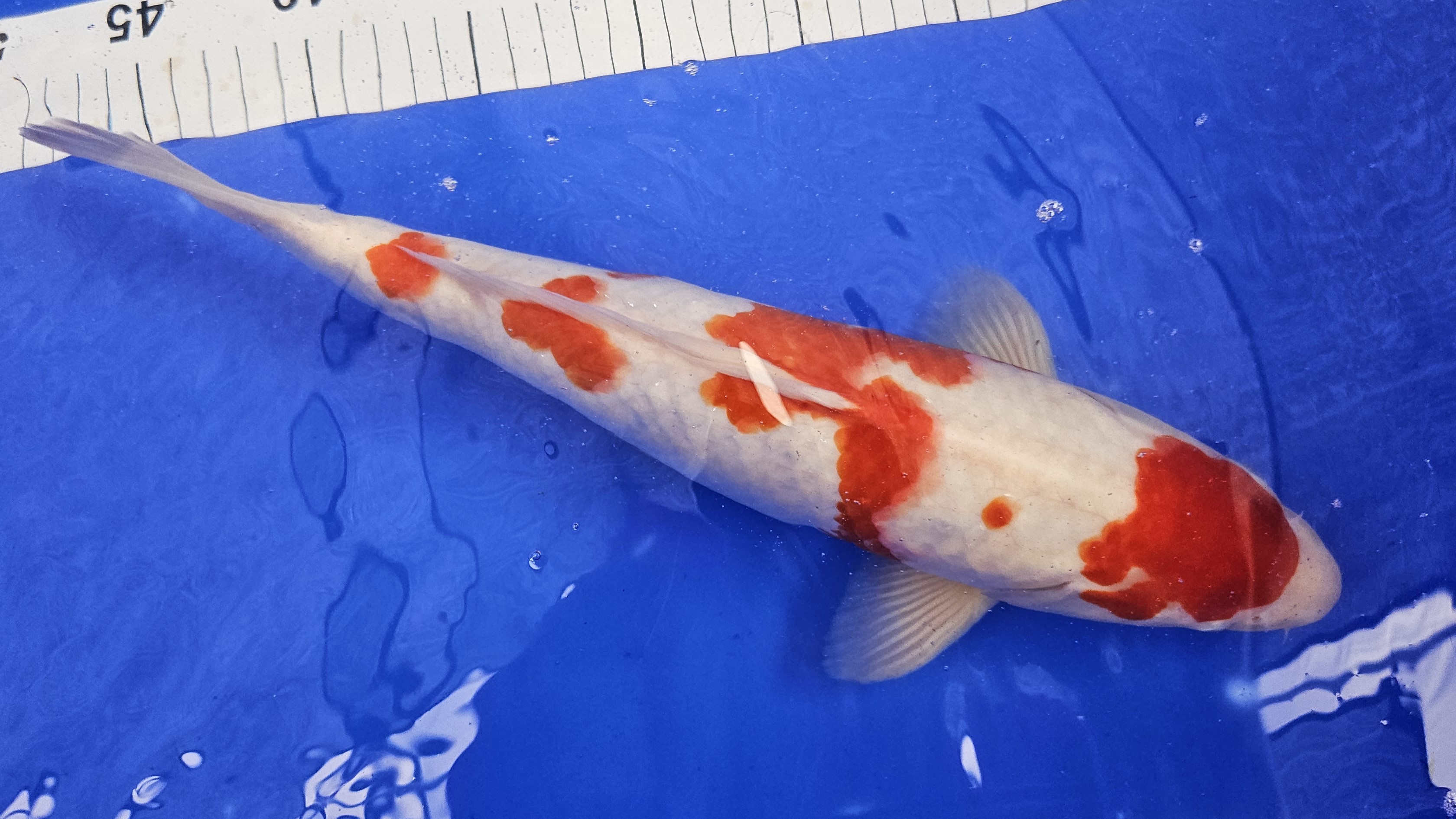 Premium Collection – EcoSystem Koi Online