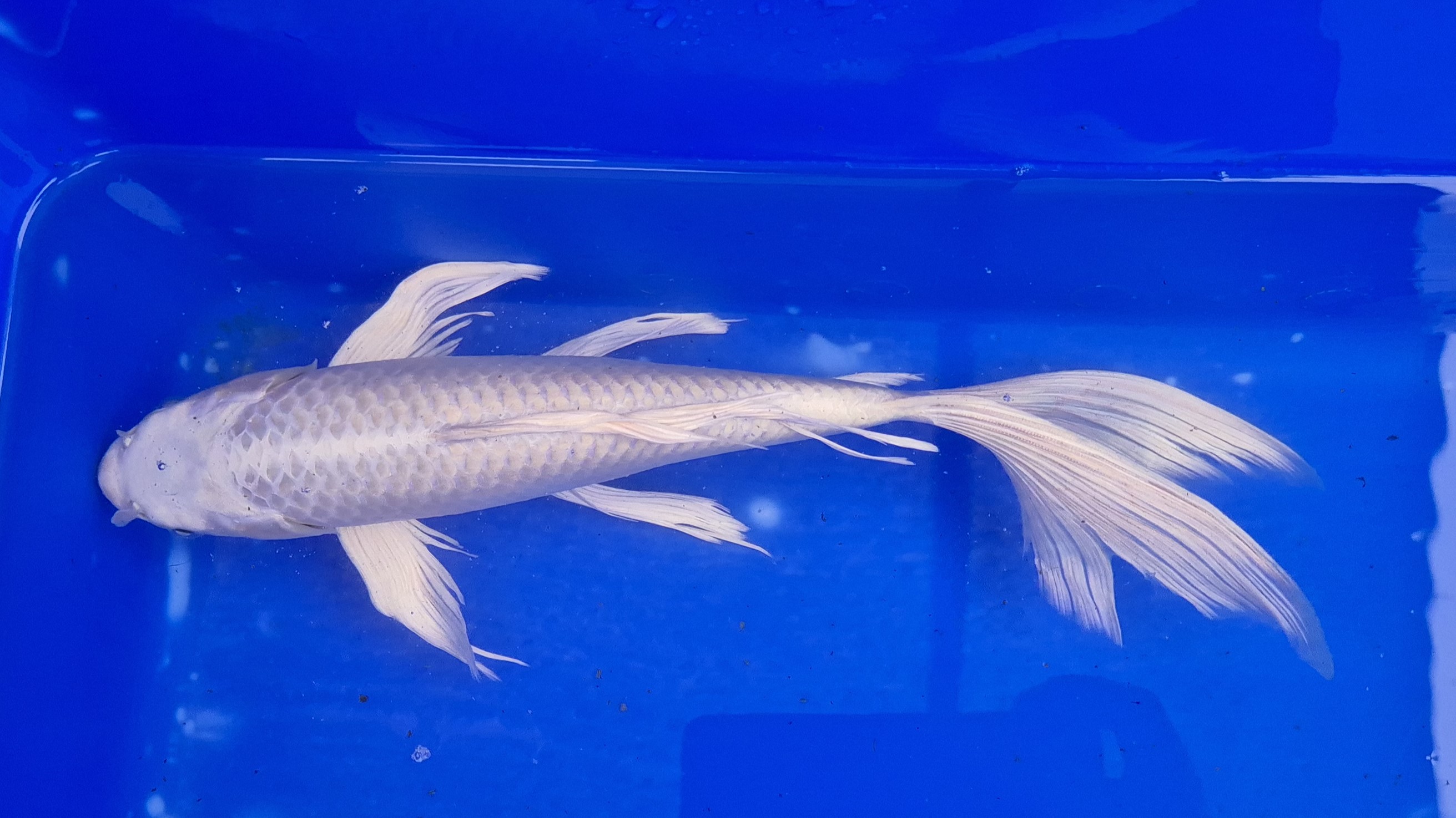 Shop – EcoSystem Koi Online