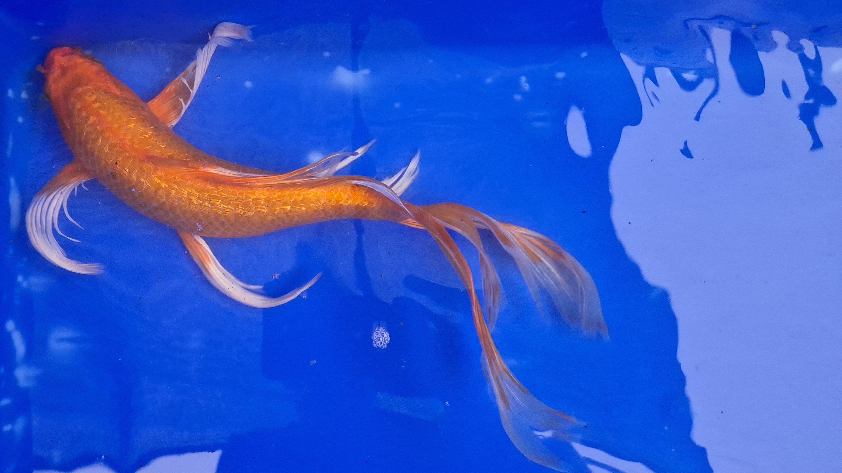 Shop – EcoSystem Koi Online