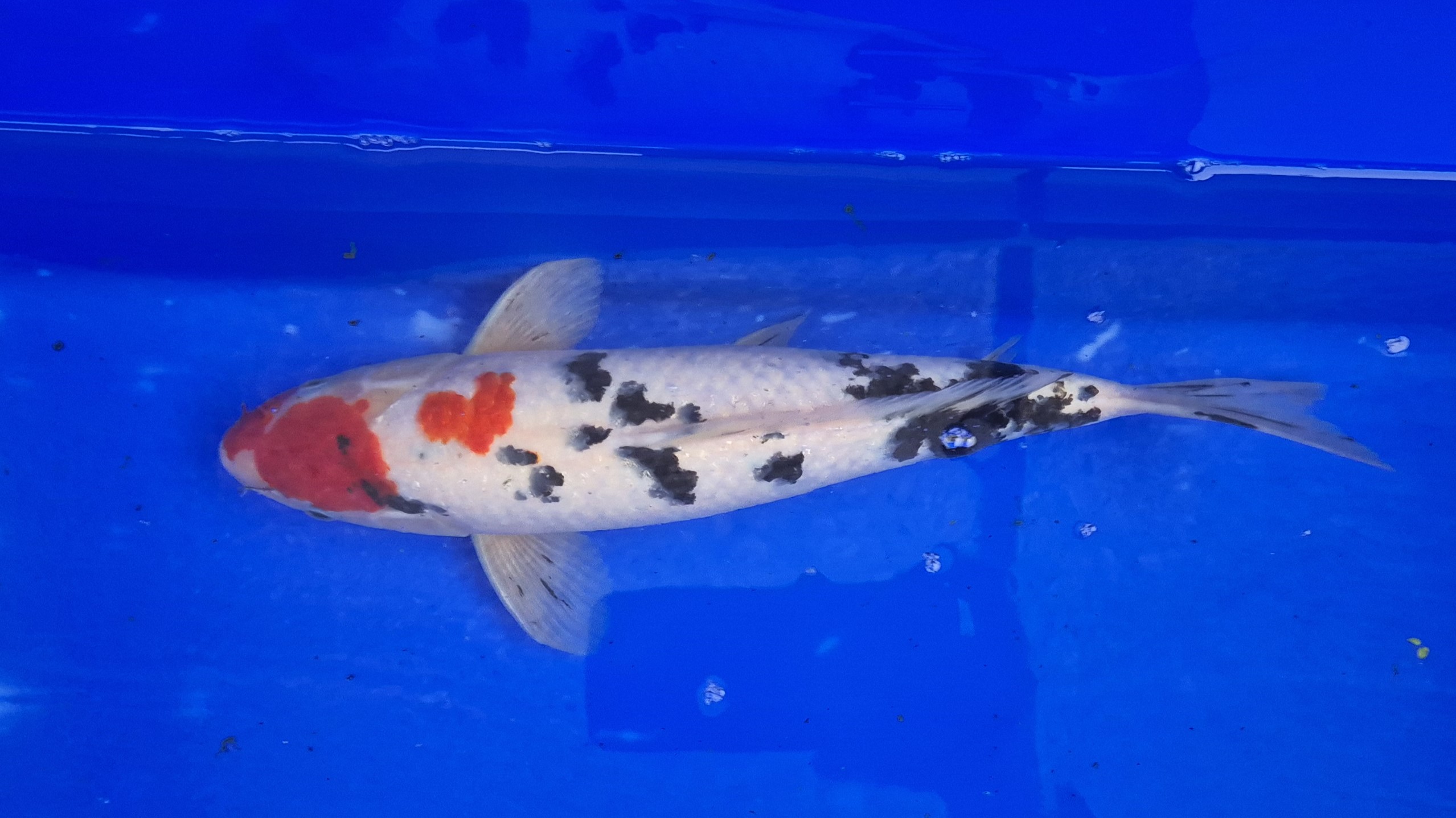 Home - EcoSystem Koi Online