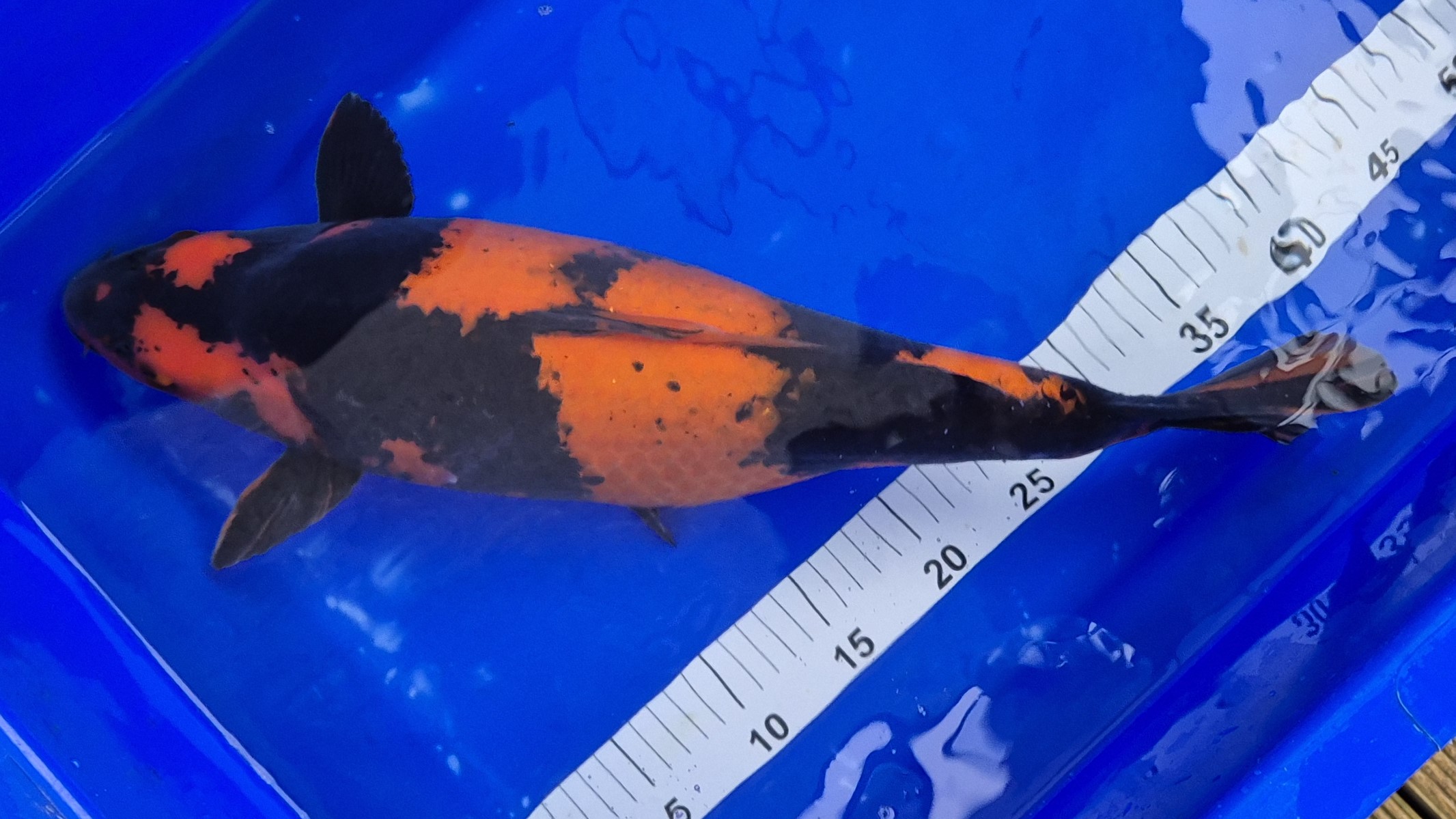 Home - EcoSystem Koi Online