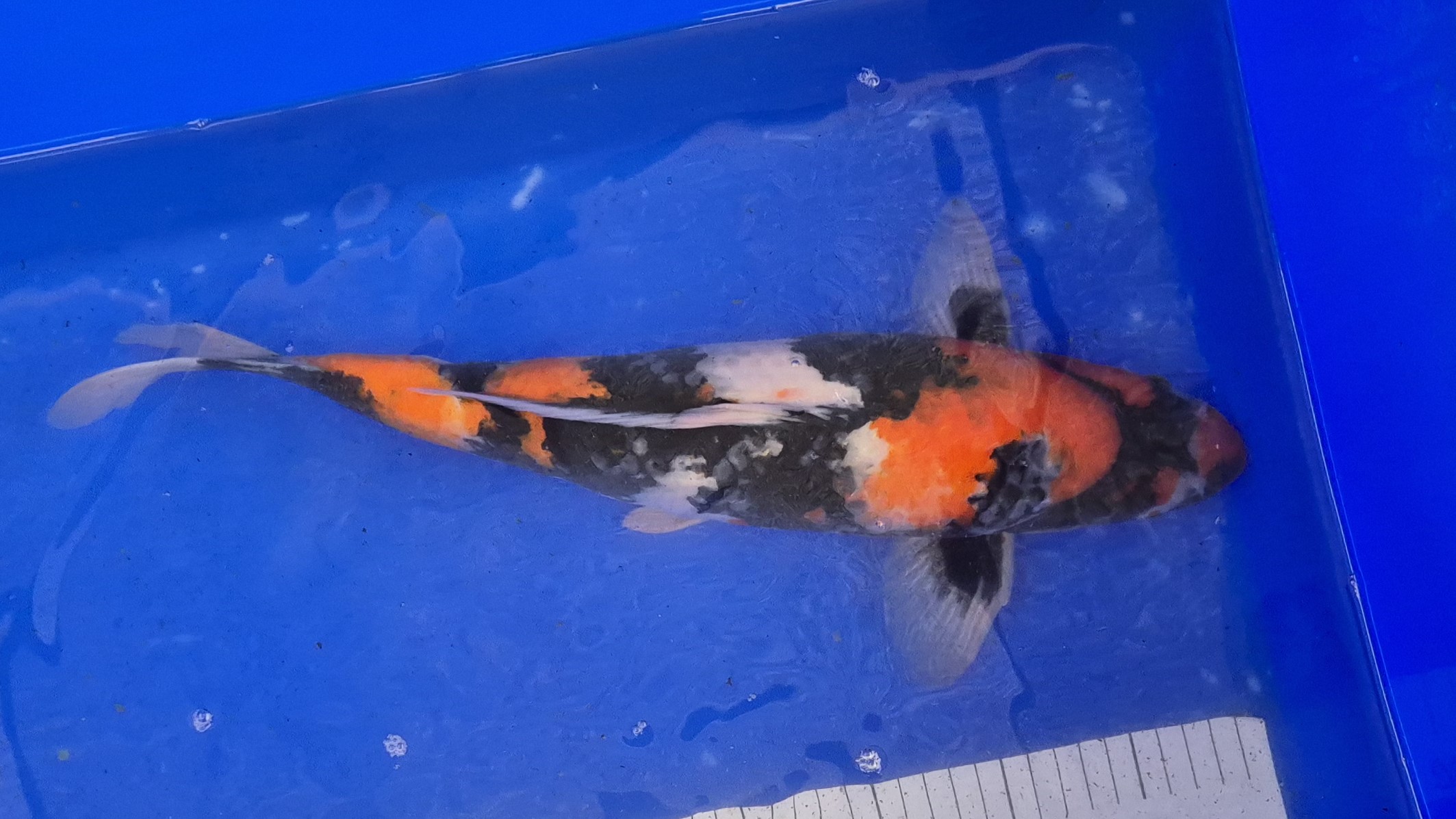 Home - EcoSystem Koi Online