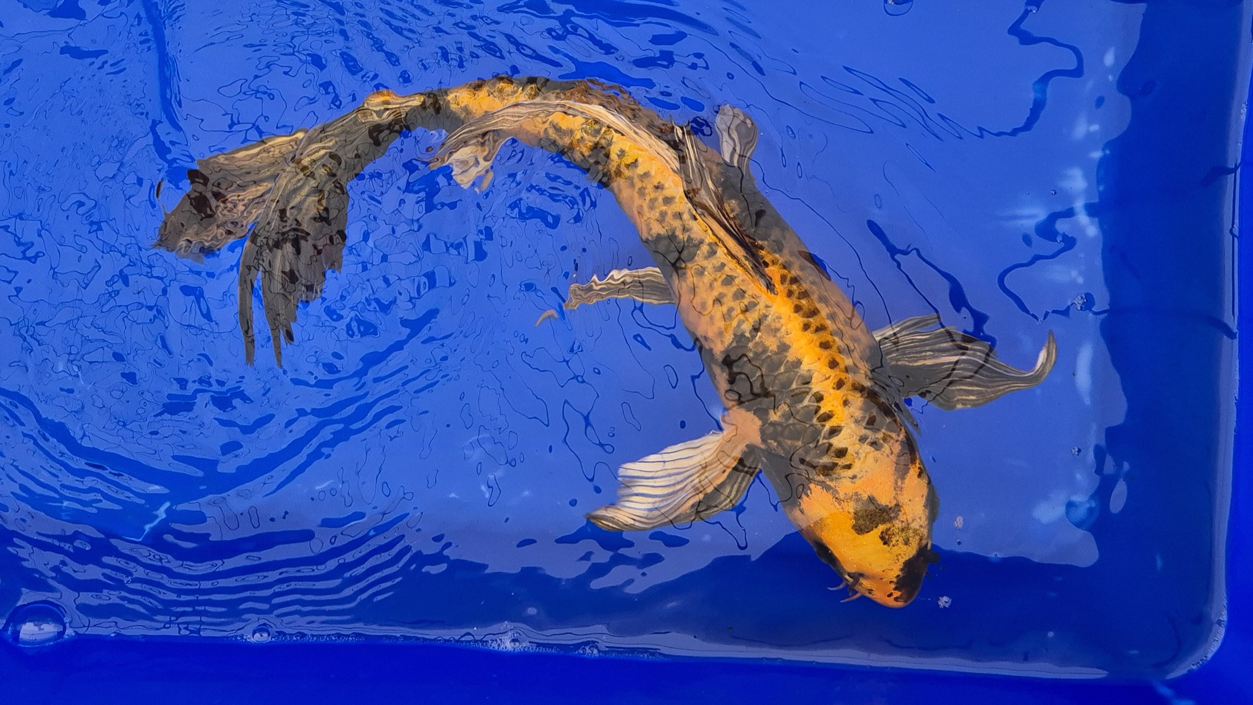 Home - EcoSystem Koi Online