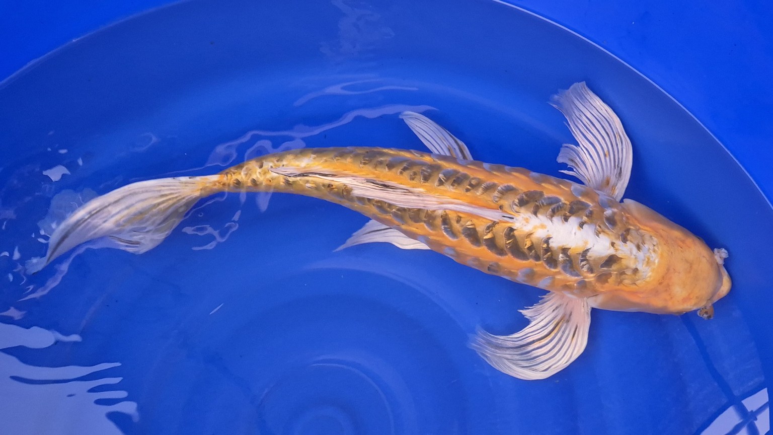 Home - EcoSystem Koi Online