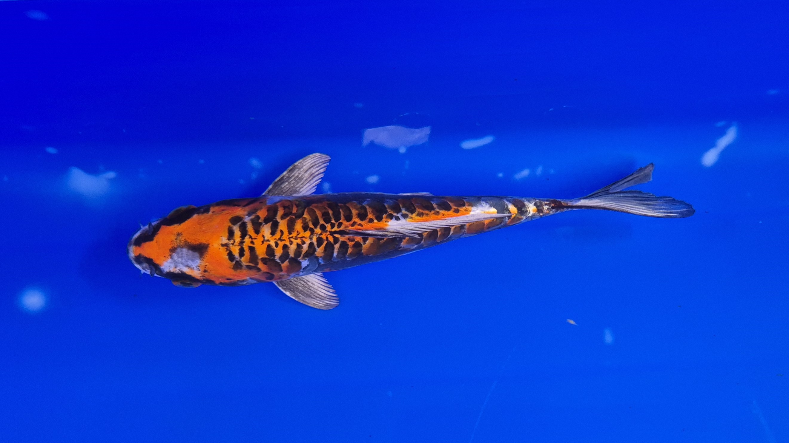 8 Beni Ginga - EcoSystem Koi