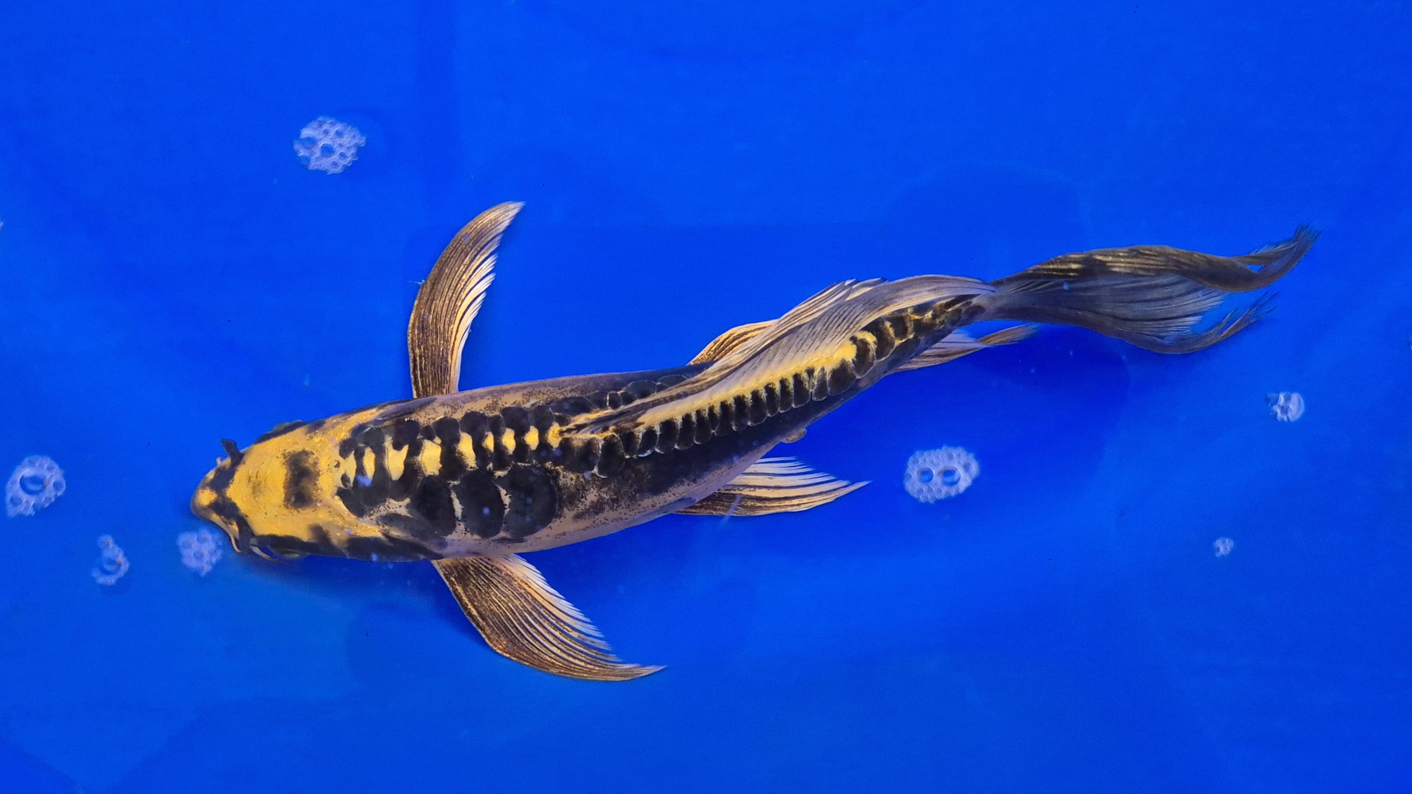 8″ High Quality Hand Selected Ki Matsuba Butterfly Koi - EcoSystem Koi