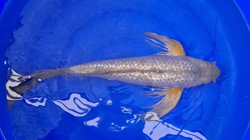 Home - EcoSystem Koi Online