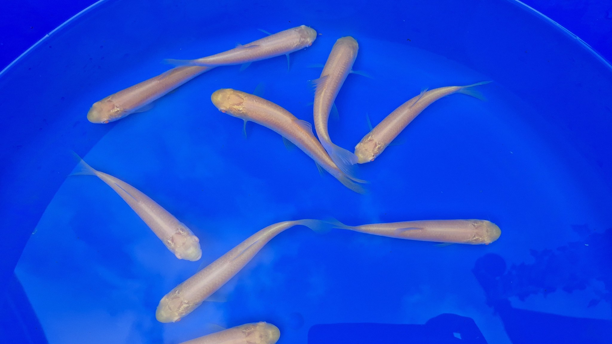 Home - EcoSystem Koi Online