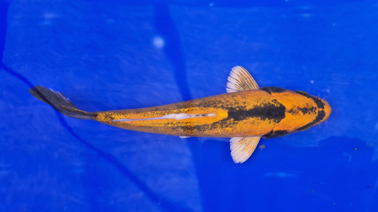 Home - EcoSystem Koi Online