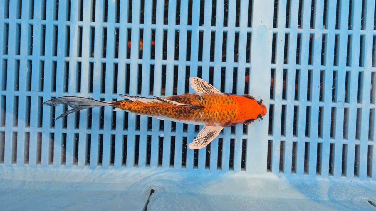 8″ High Quality Hand Selected Kujaku Butterfly Koi - EcoSystem Koi