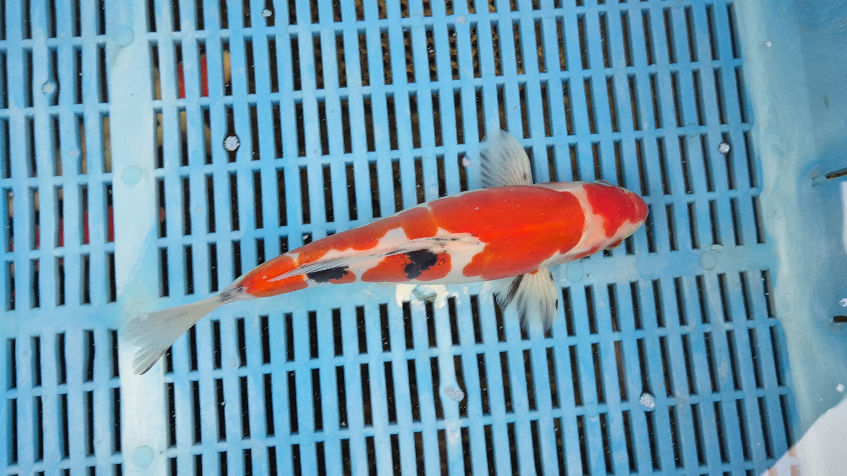 11″ Premium Doitsu Sanke - EcoSystem Koi