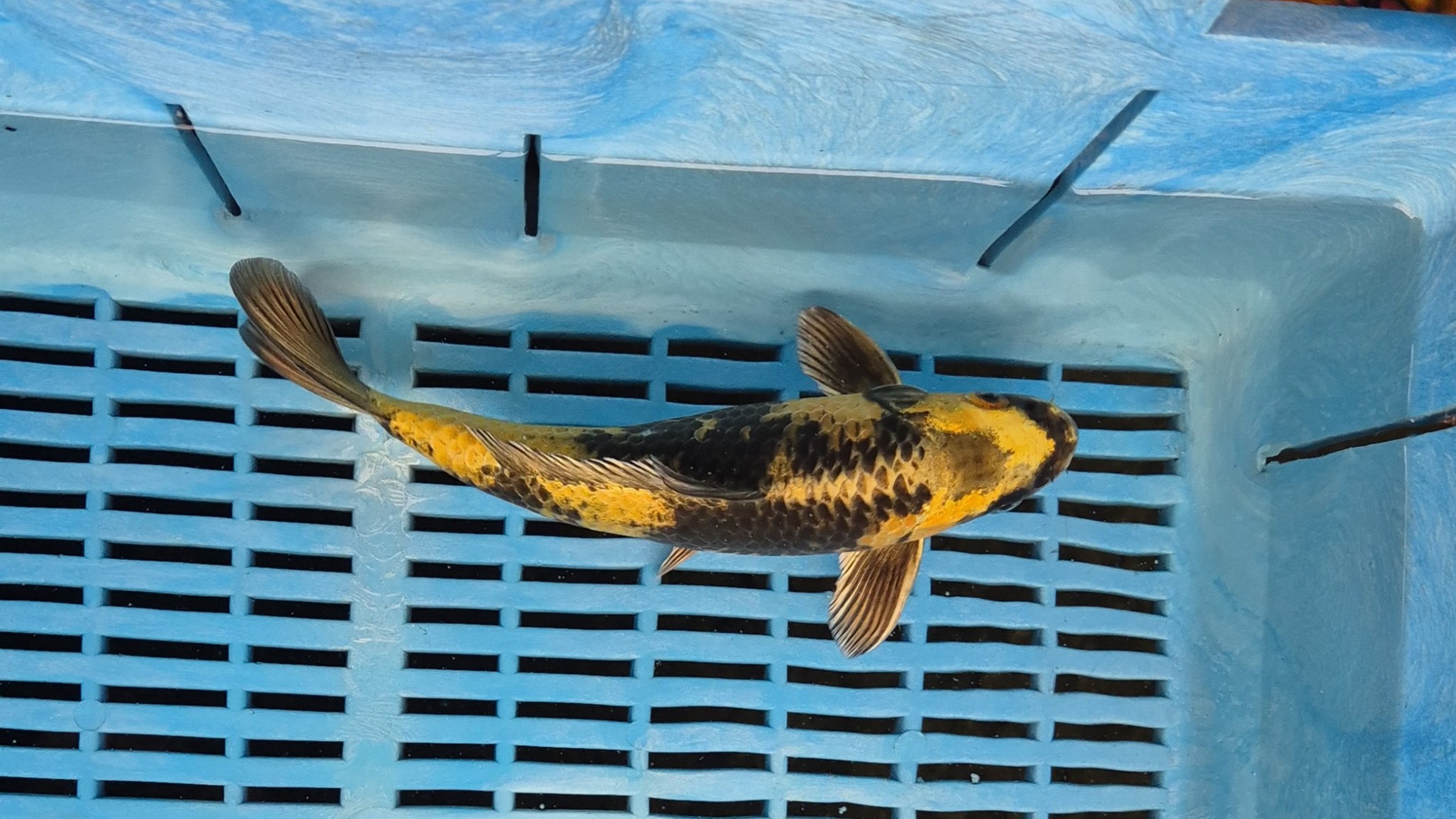 8″ Premium Kin Ki Utsuri - EcoSystem Koi